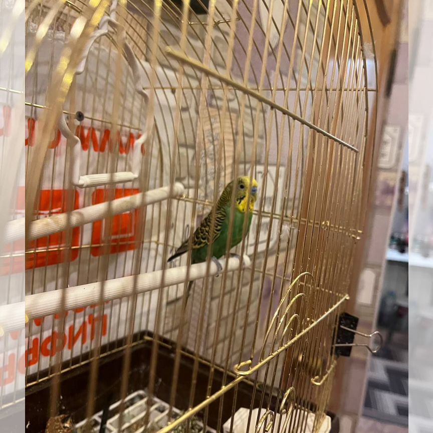 Волнистый попугай