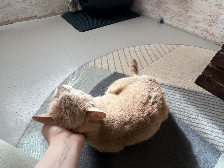 Ласковый кот из приюта в добрые руки