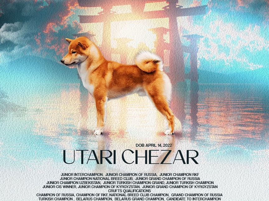 Сиба ину интерчемпион вязка