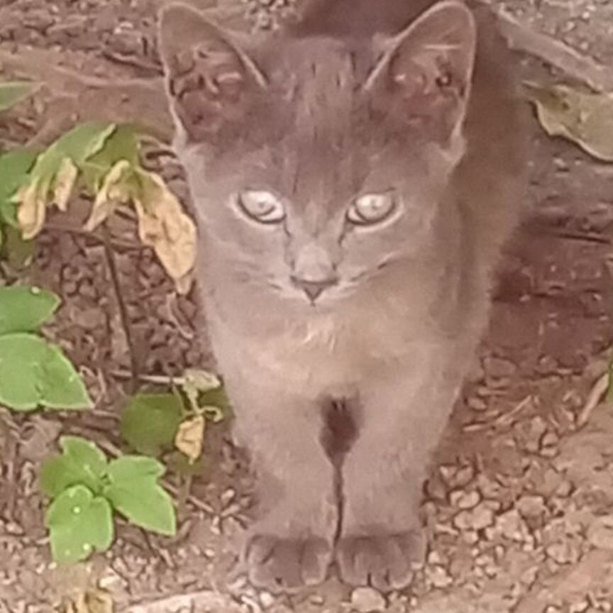 Котята русская голубая бесплатно
