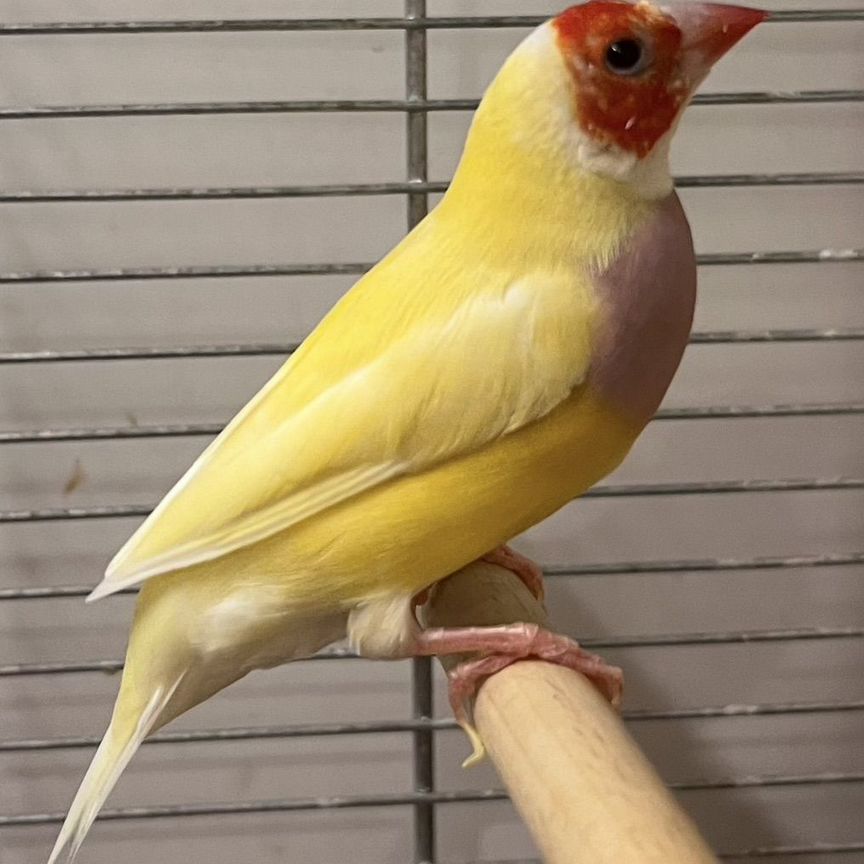 Амадина Гульда самка