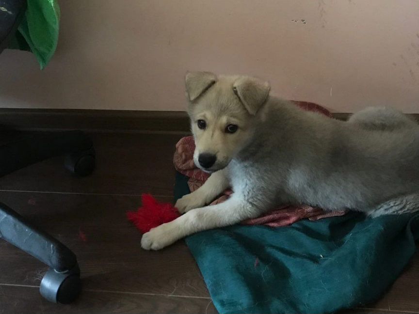 Малышке нужен дом