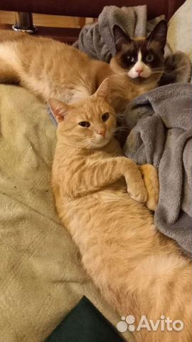 Отдам кота в добрые руки