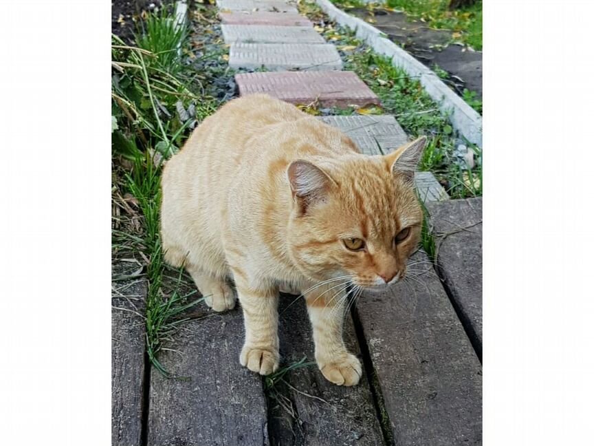 Кот 1 год рыжий кастрирован