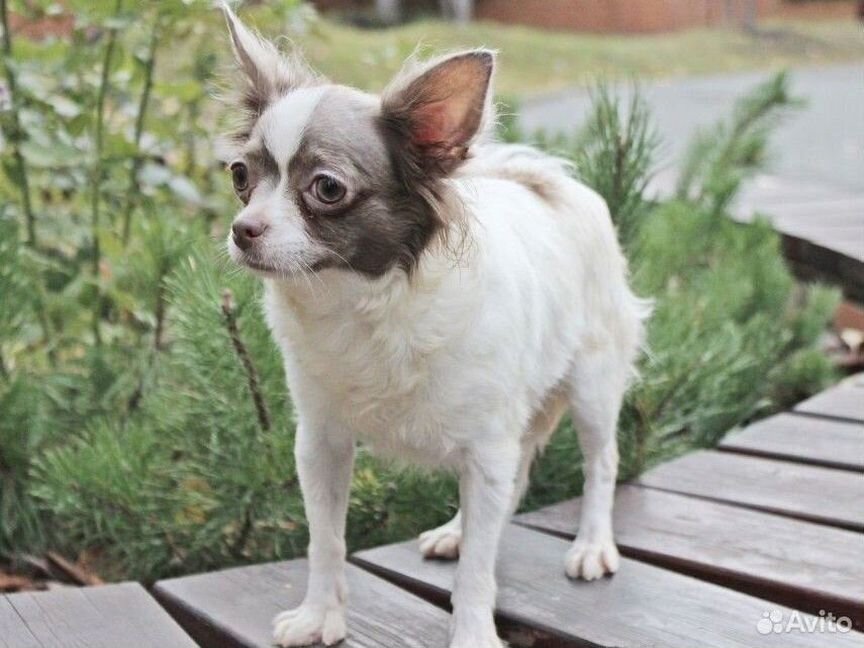 Подрощенная девочка РКФ