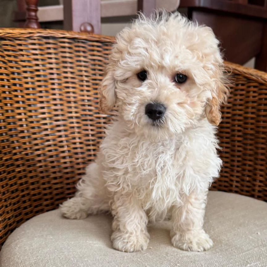 Мальтипу, щенок