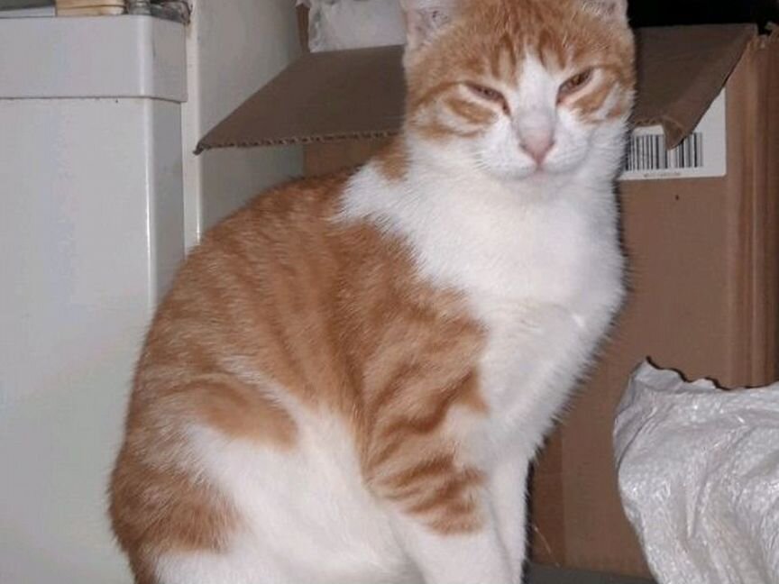 Забавный котенок Рыжунчик