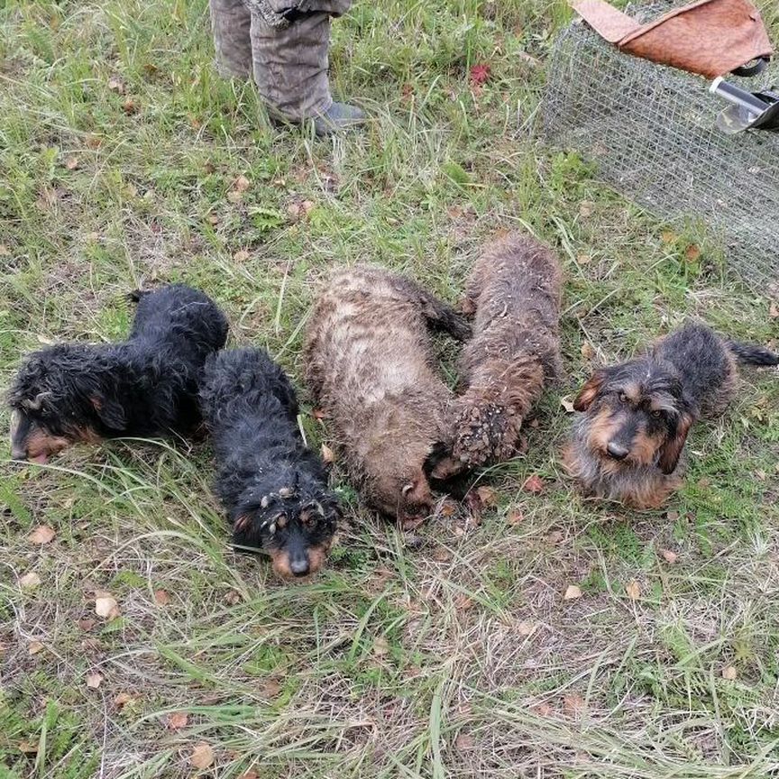 Такса, щенок