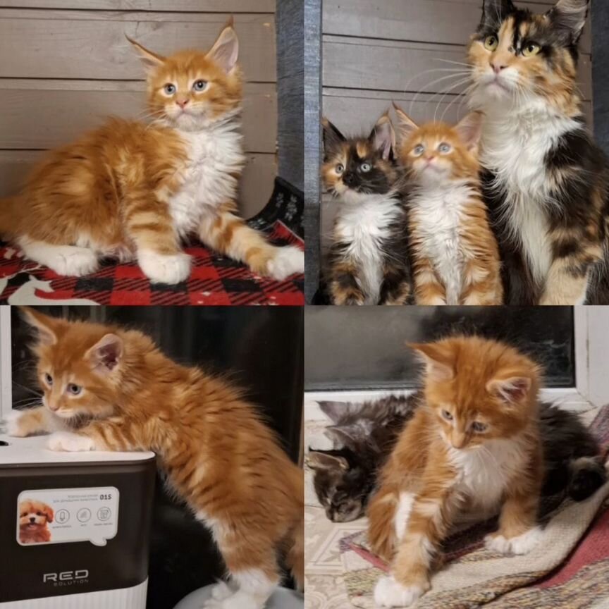 Мейн-кун котёнок