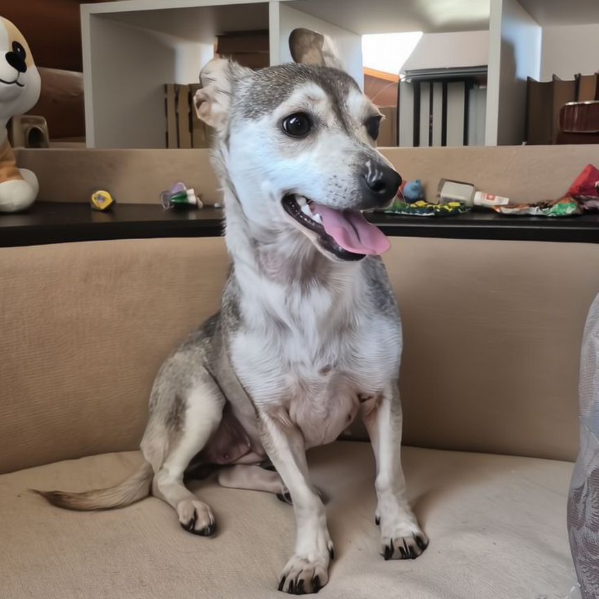 Взрослая собака в добрые руки