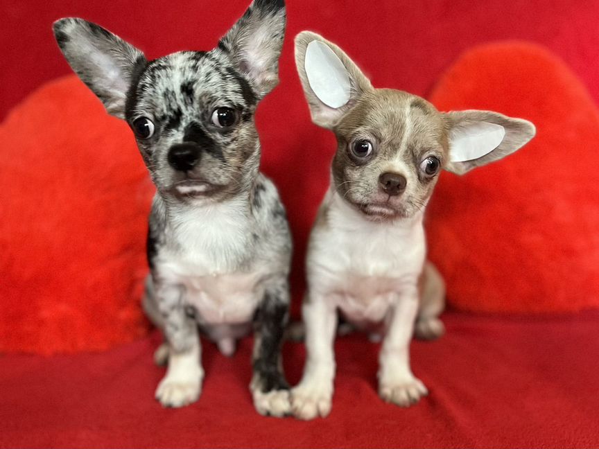 Два мерлевых брата чихуахуа