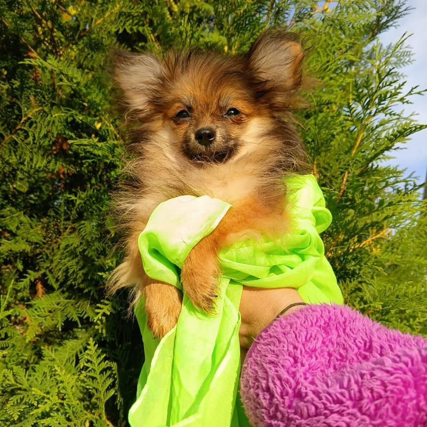 Красавчик мини мальчик