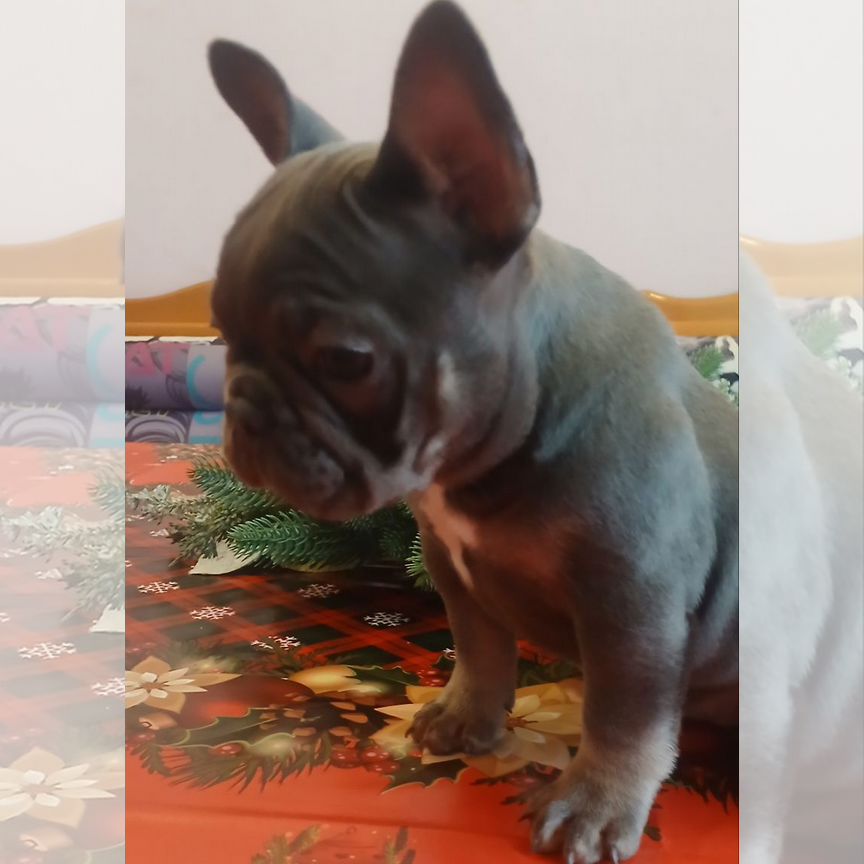 Французский бульдог, щенок