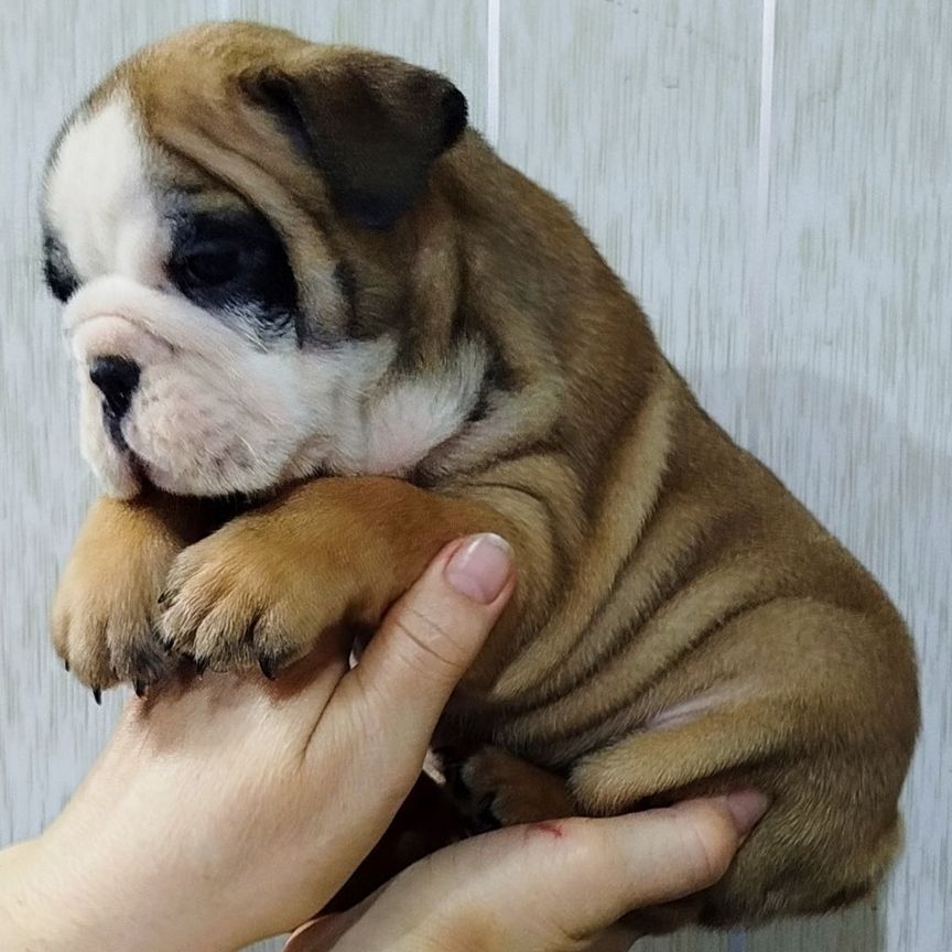 Английский бульдог, щенок