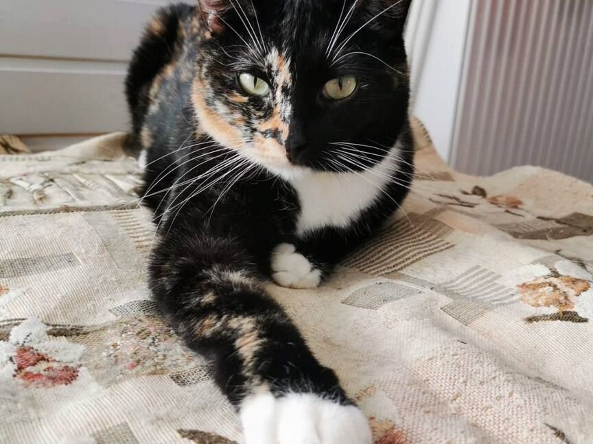 Предательство кошки Изюминки - ищем новый дом