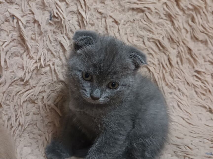 Шотландская вислоухая