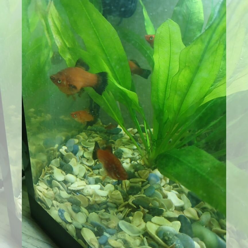 Продам меченосцев