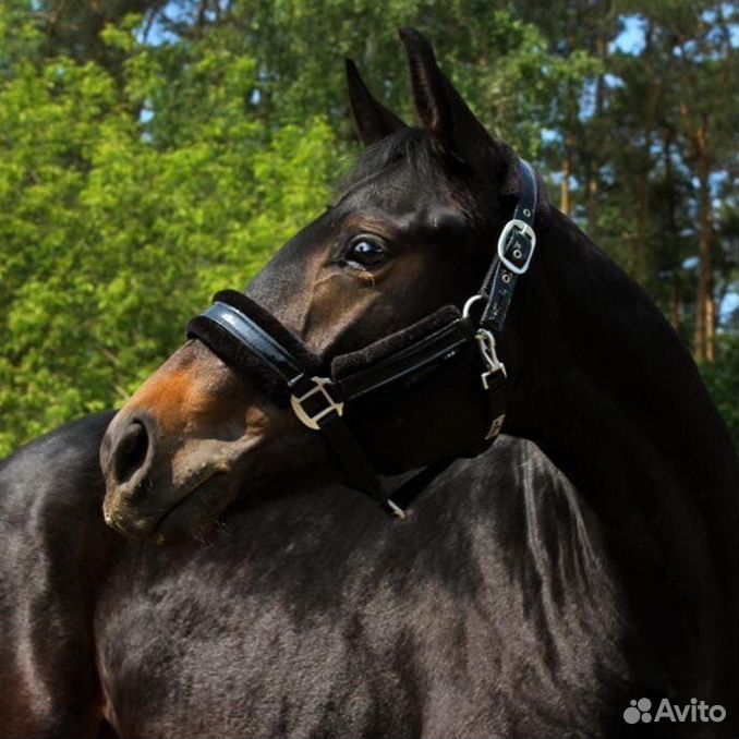 Кобыла тракененской породы