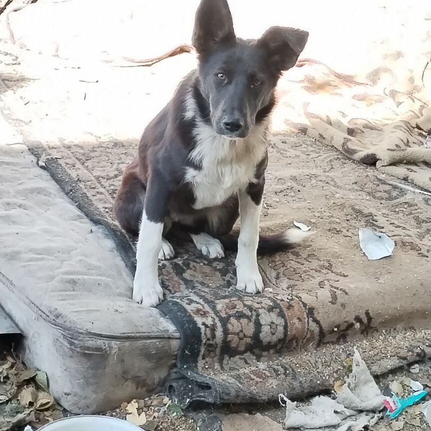 Щенок девочка, в приюте