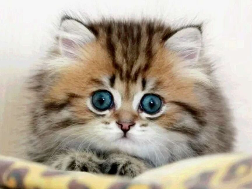 Шикарные Тигрята)