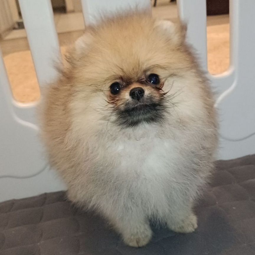 Мини помераночка