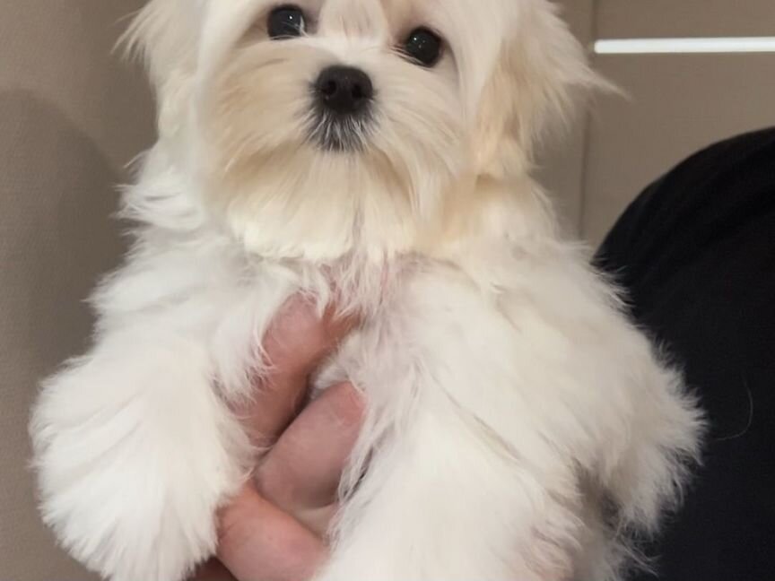 Корейский мальчик мальтезе, 4 месяца (в любимцы)