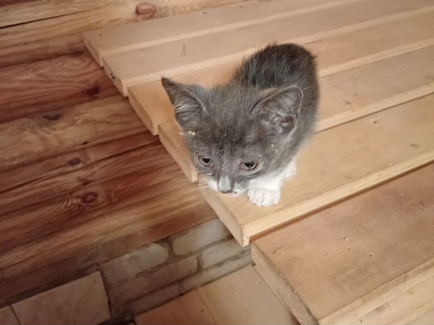 Котенок Дымчатый с белыми лапками