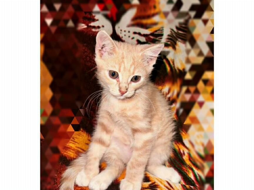 Котенок мальчик 2 месяца