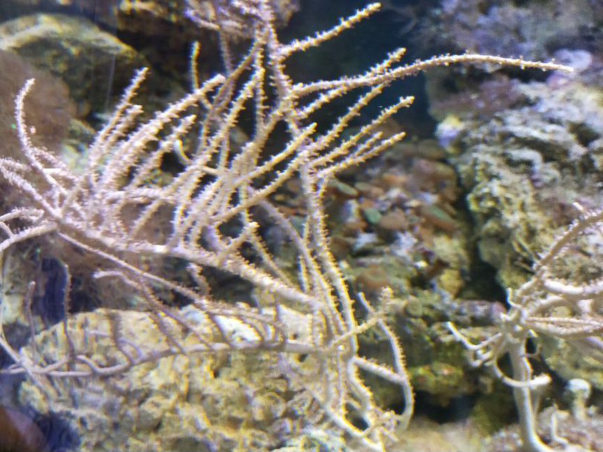 Горгонария- коралл для морского аквариума