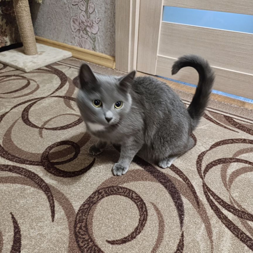 Котята в добрые руки бесплатно мальчик
