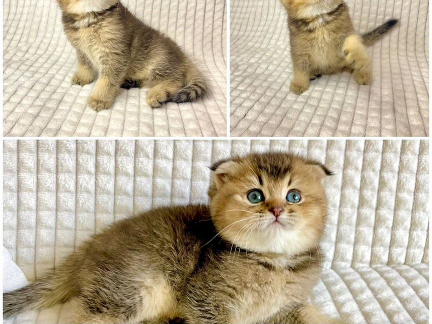 Шотландские вислоухие котята шиншилла