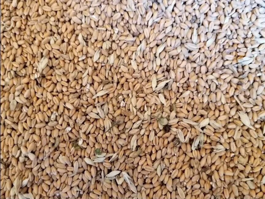 Просо, Кормовой овёс на корм