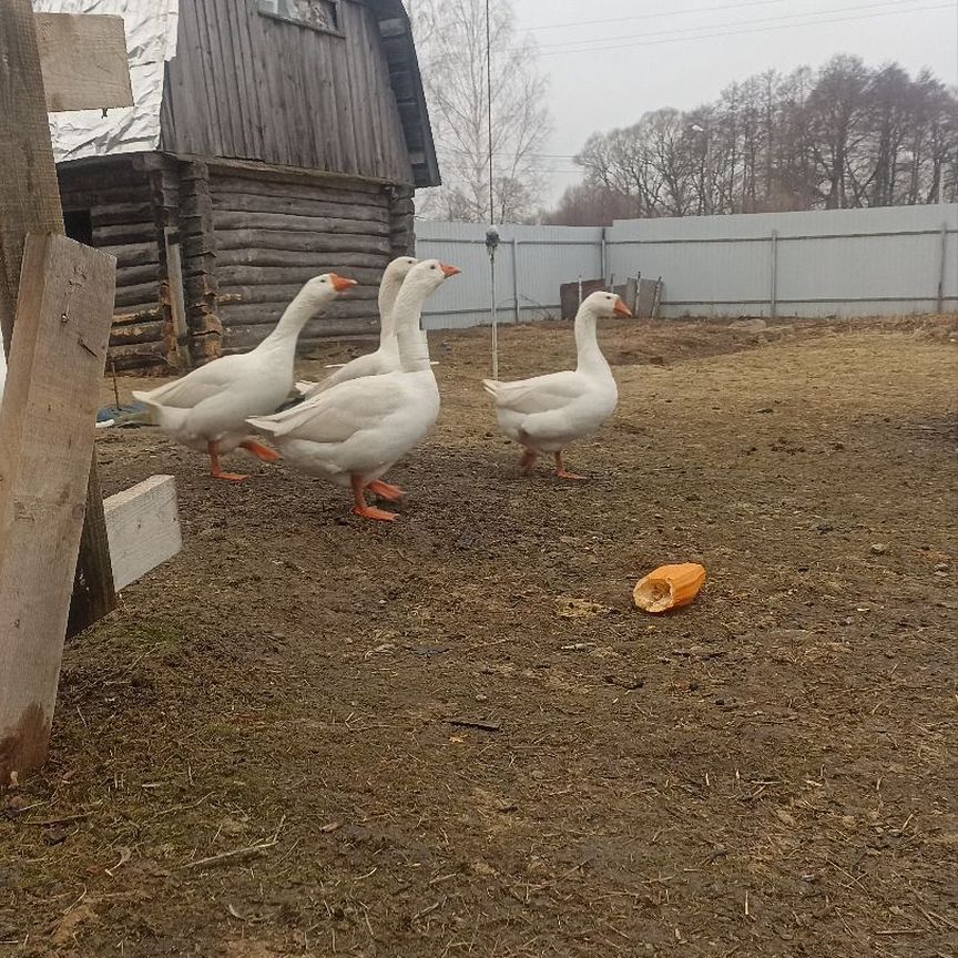 Гусь