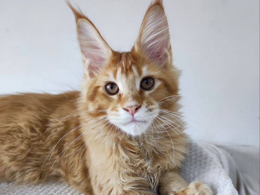 Мейн-кун котик 3,5 месяца