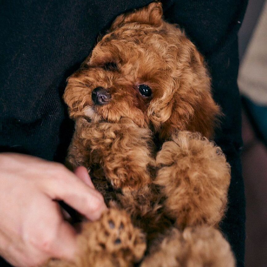 Той-пудель ред braun девочка