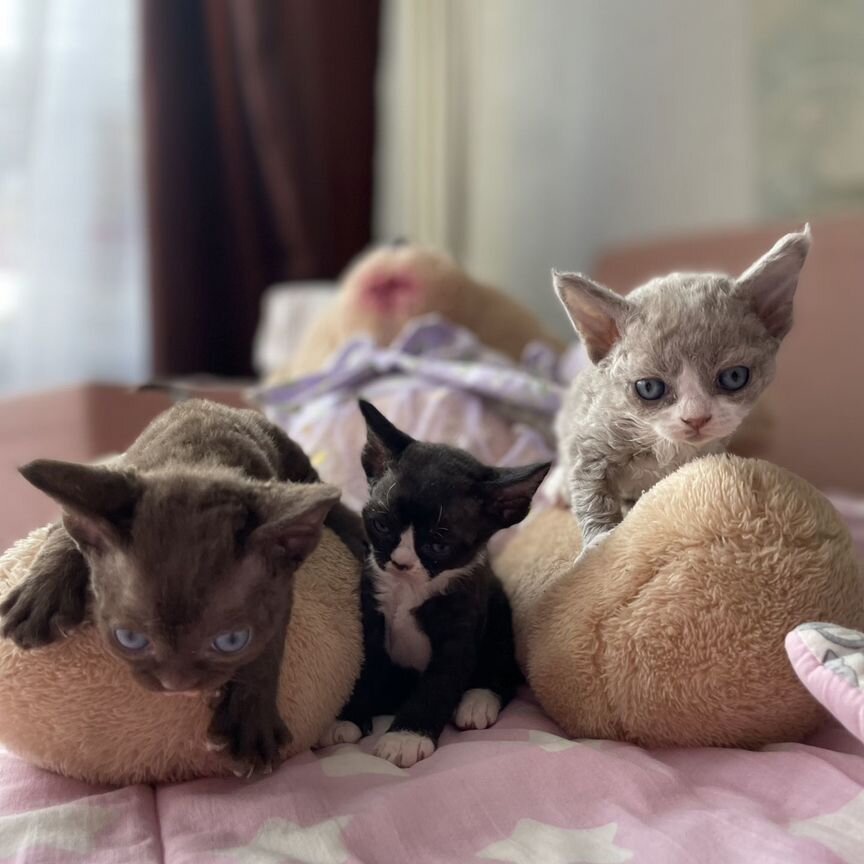 Котята девон-рекс