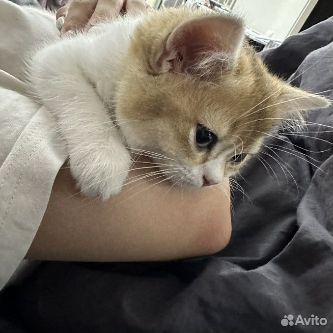 Шатланский котенок мальчик