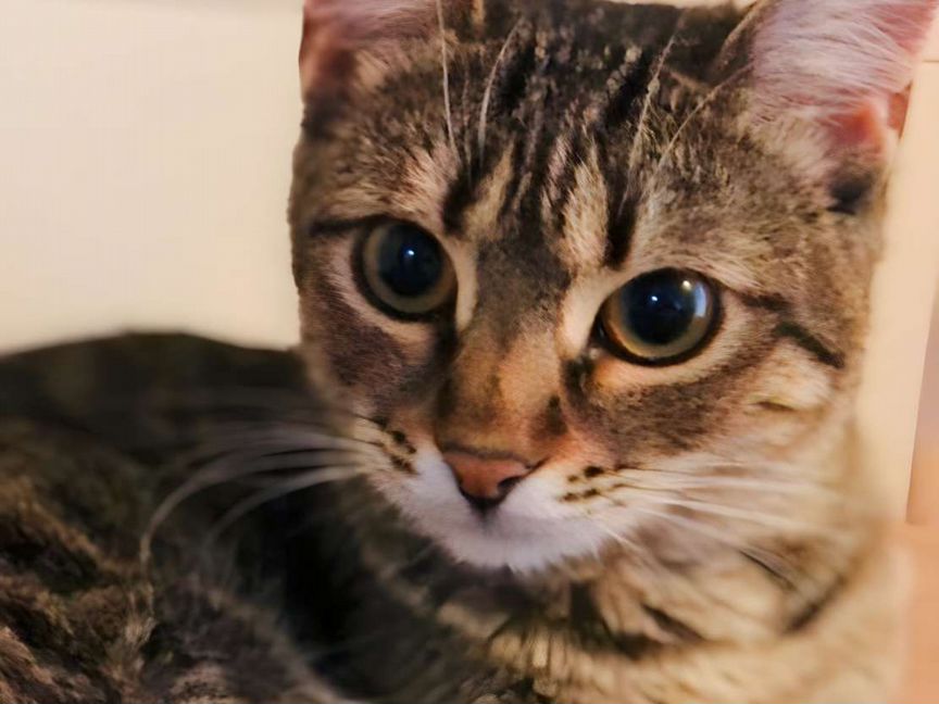 Кошечка