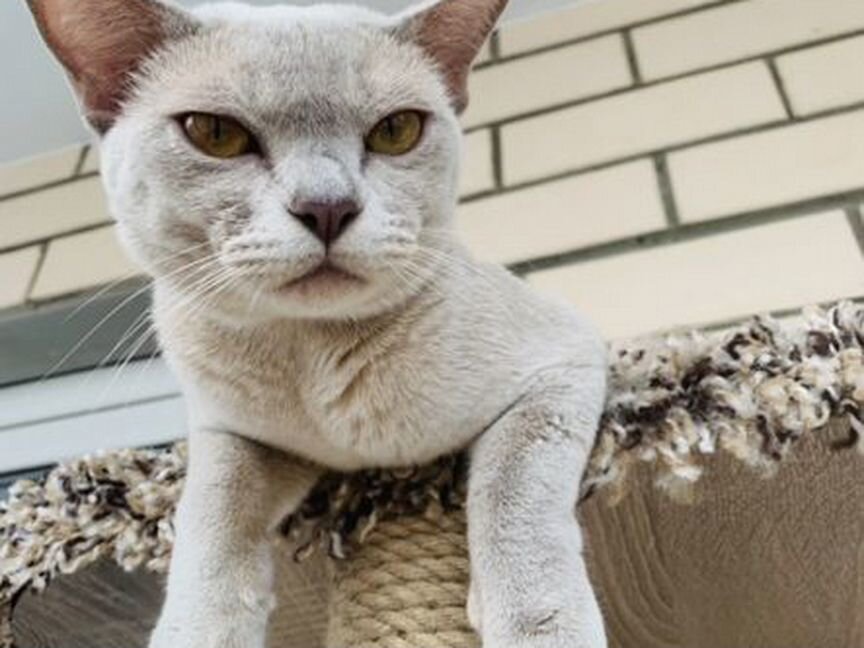 Бурманская кошка