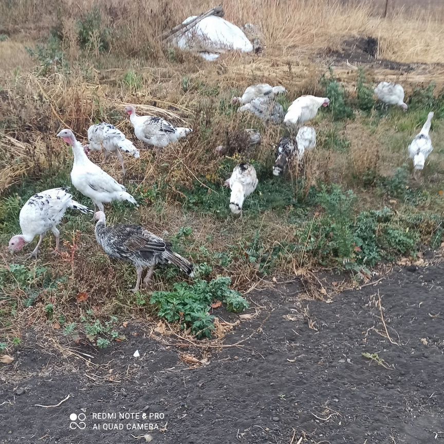 Индюки 4 х месячные