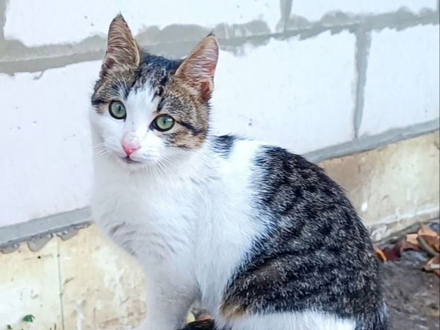 Котенок с короткими лапками