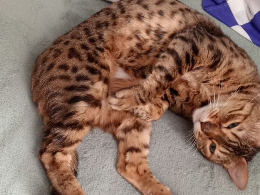 Отдам кошку в добрые руки, Бенгал