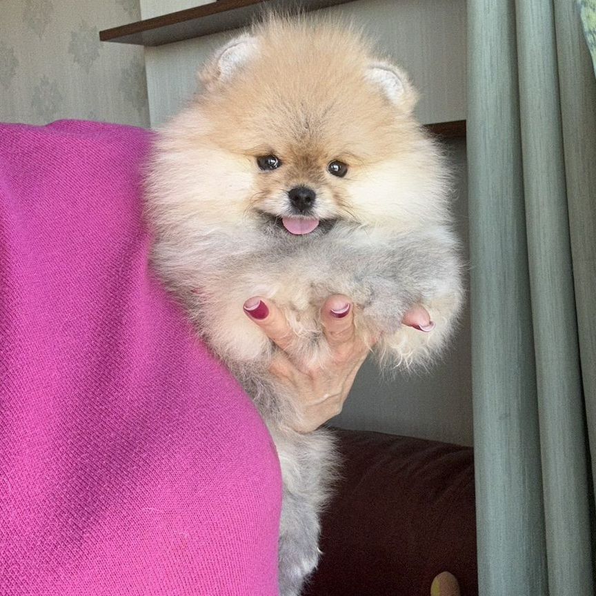 Померанский шпиц мини мишка