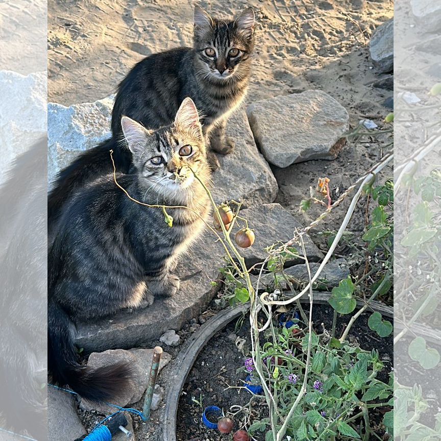 Котенок подросток
