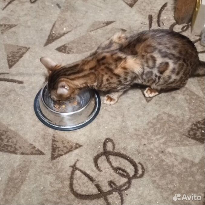 Чистокровная бенгальская кошка