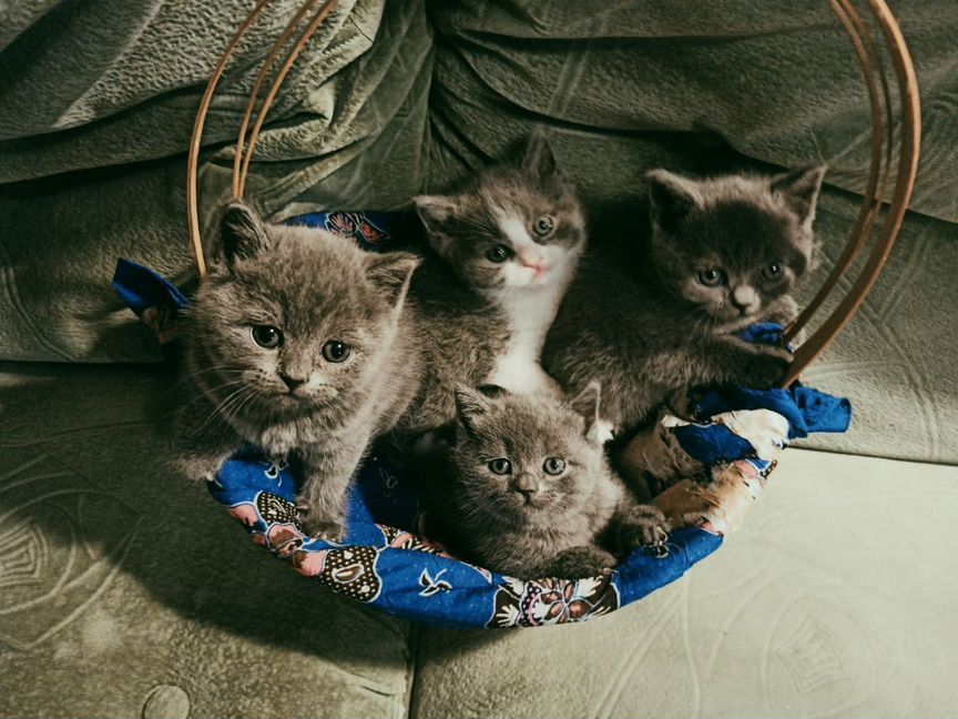 Британские котята