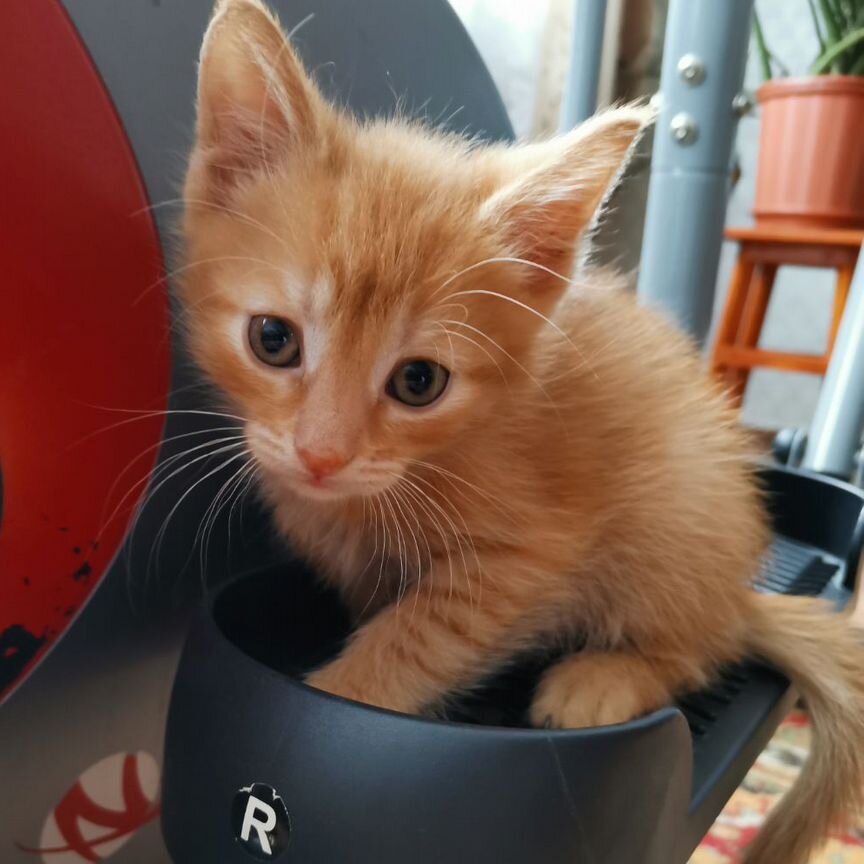 Котёнок в добрые руки