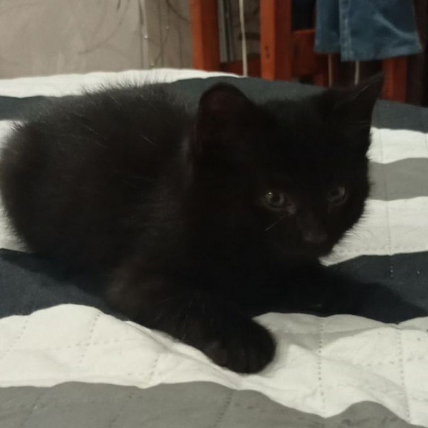 Чëрный котëнок