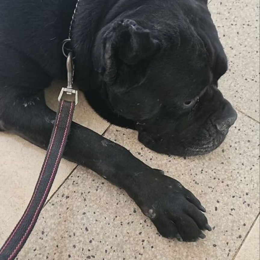 Вязка малыш ждёт даму серд