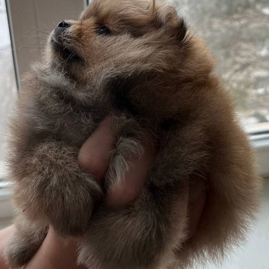 Щенки шпица